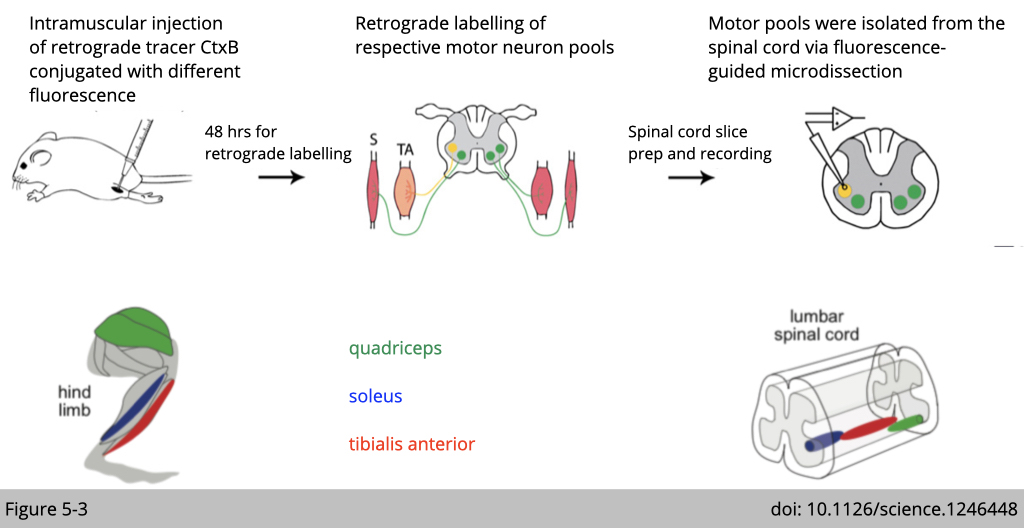Home [medicine.nus.edu.sg]