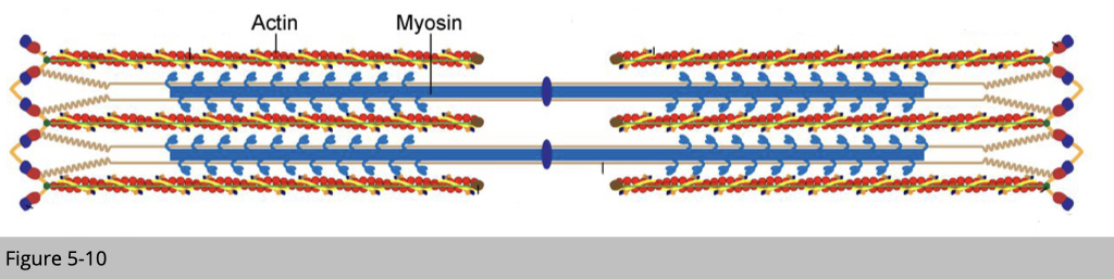 Home [medicine.nus.edu.sg]