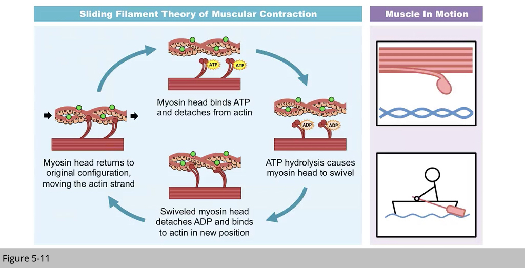 Home [medicine.nus.edu.sg]