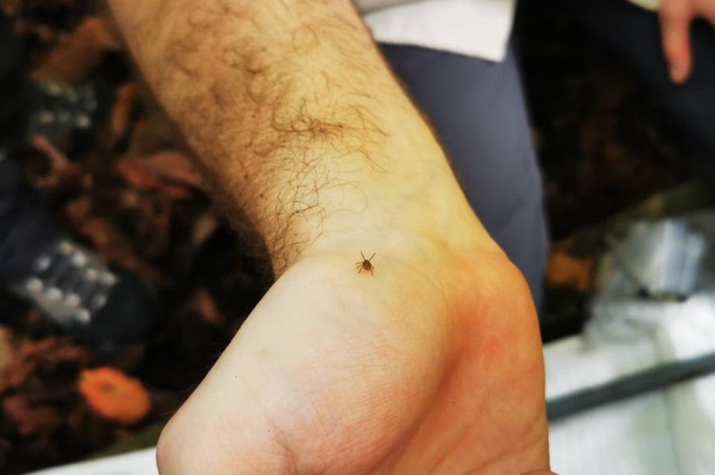 Ticking time bomb? Study on ticks in Singapore calls for greater ...
