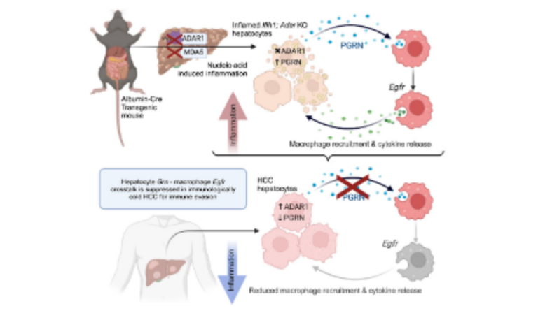 PGRN-EGFR Crosstalk Modulates ADAR1-Mediated Liver Immunity - N2CR