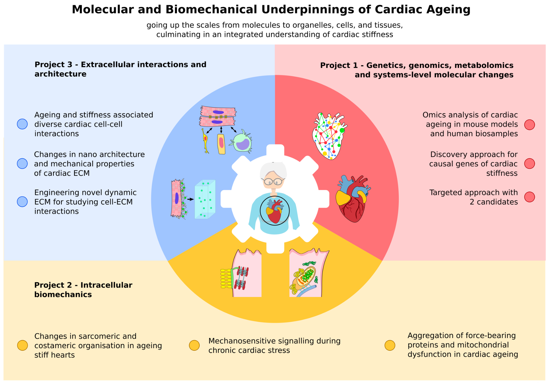M2CardAGE - Cardiovascular-Metabolic Disease
