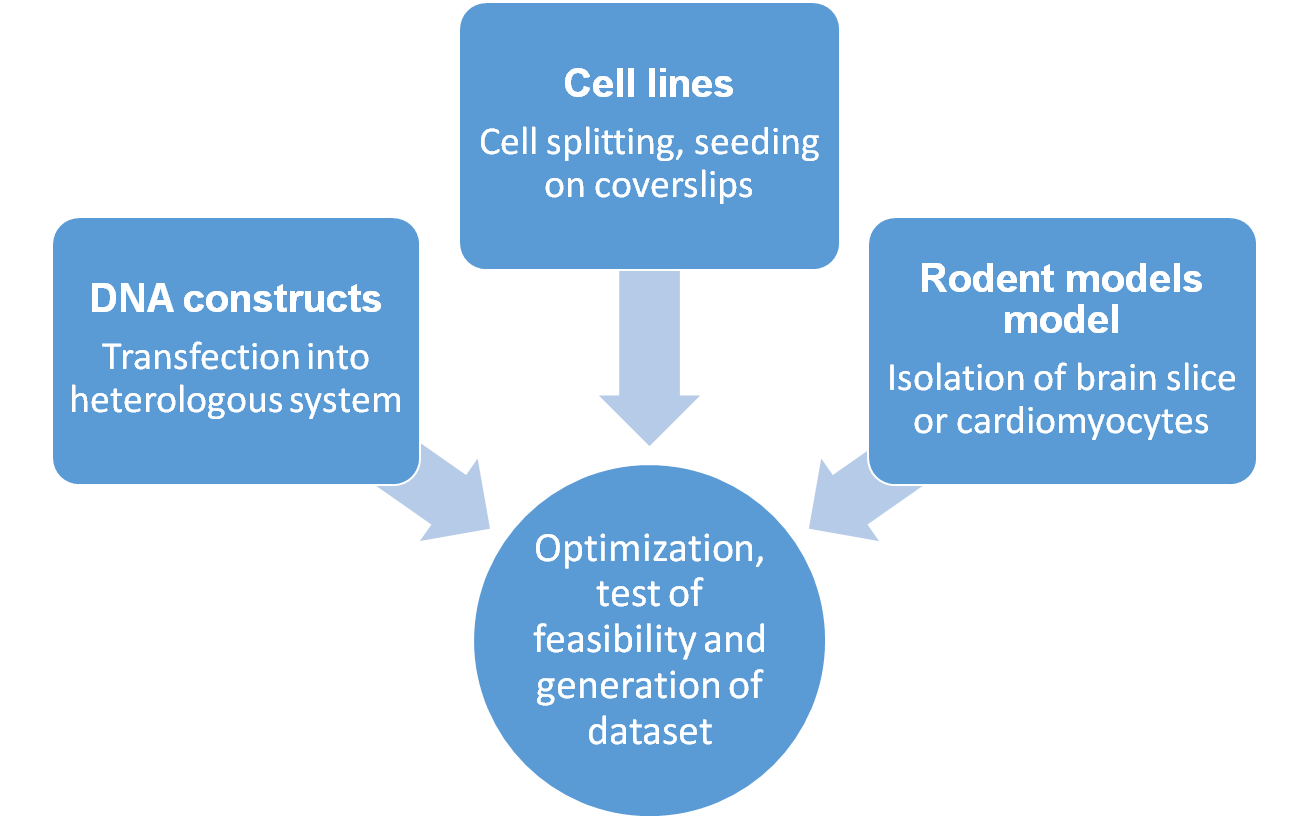 Electrophysiology - NUS Yong Loo Lin School of Medicine