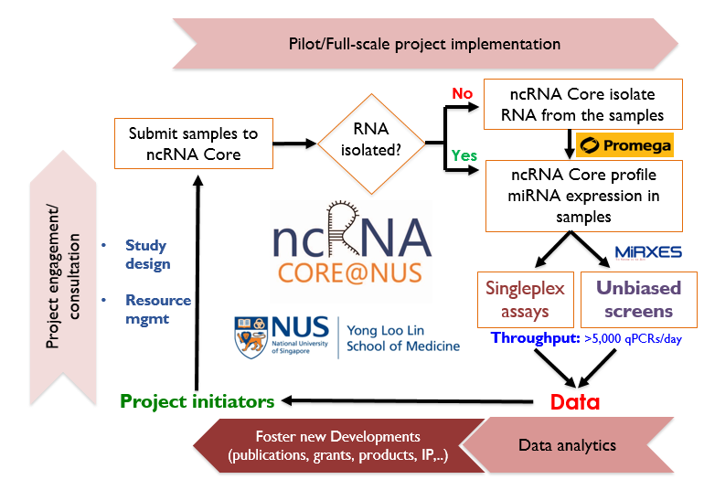 Noncoding RNA (ncRNA) - NUS Yong Loo Lin School of Medicine