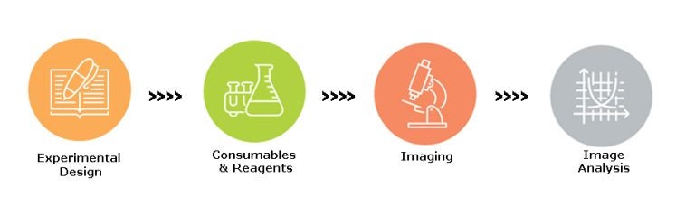 Confocal Microscopy - NUS Medicine
