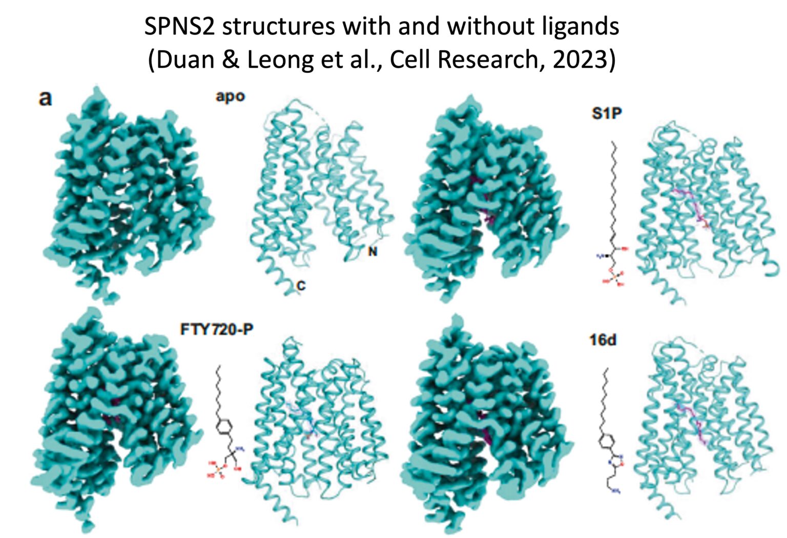 Targeting the Transporter - NUS Medicine