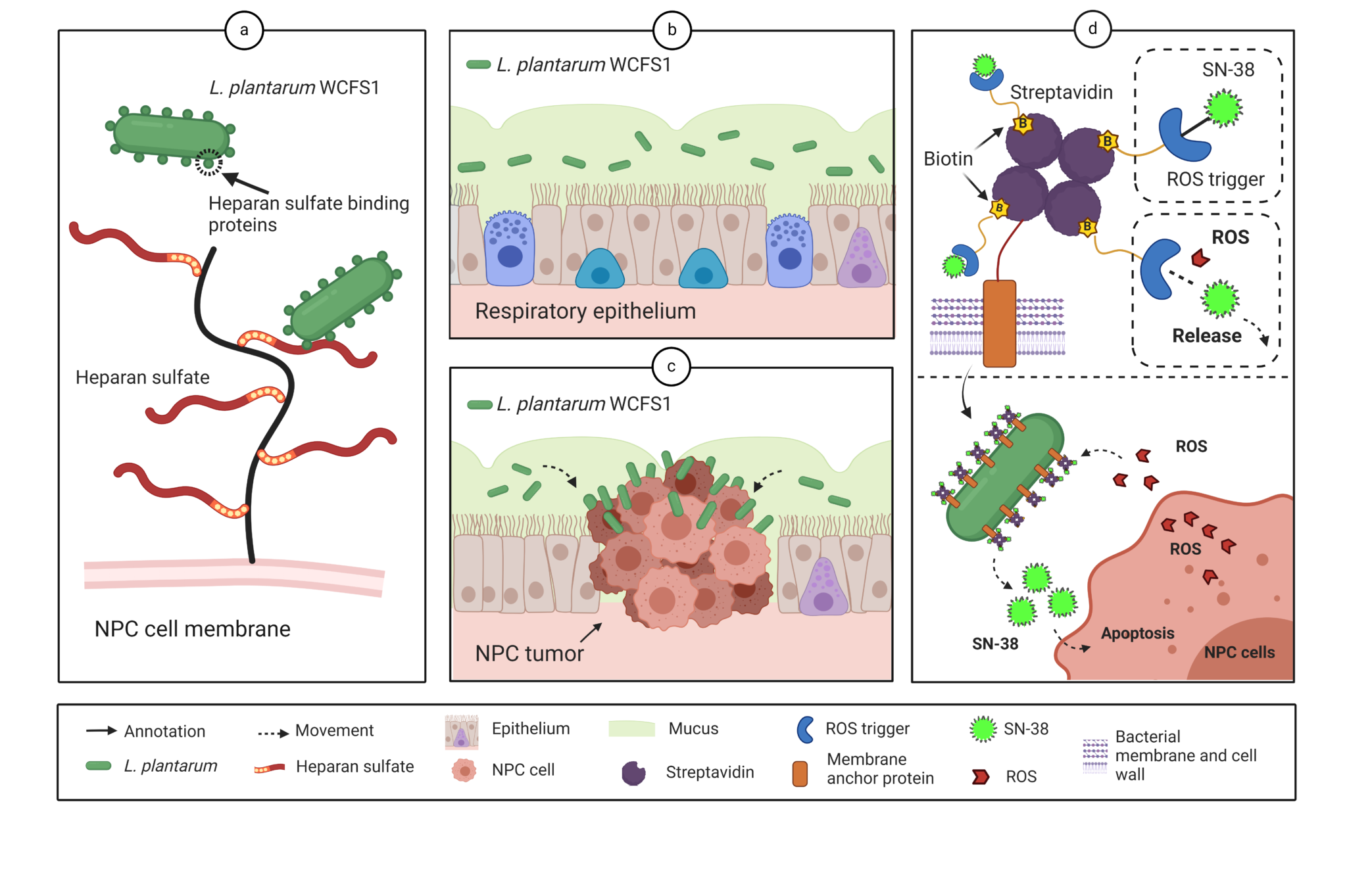 NUS Medicine Researchers Engineer Bacteria for Targeted Chemotherapy ...